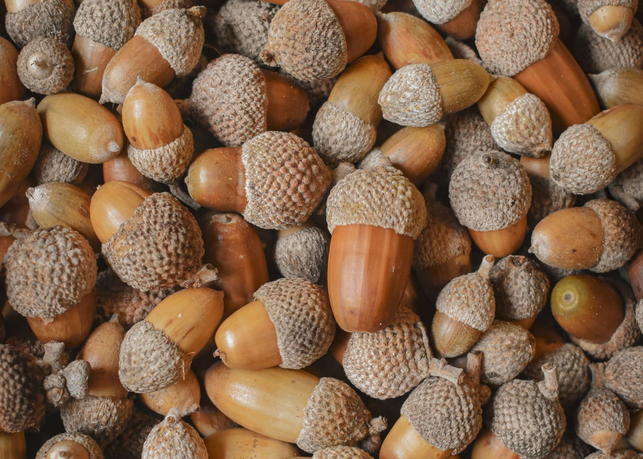 The Season of Acorns | Cassandra Goad